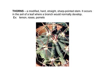 Stems | PPT