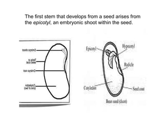 Stems | PPT