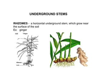 Underground Stem