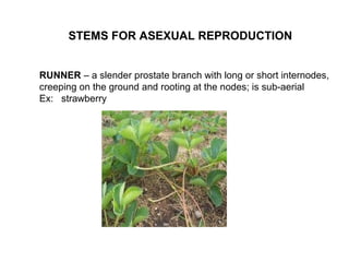 Runner Stem