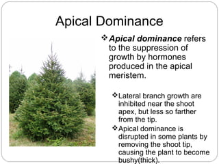 Stems by pooja | PPT