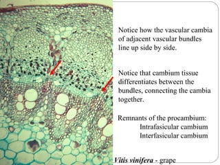 Stems by pooja | PPT