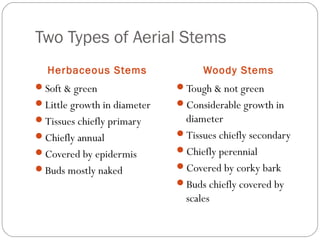 Stems by pooja | PPT
