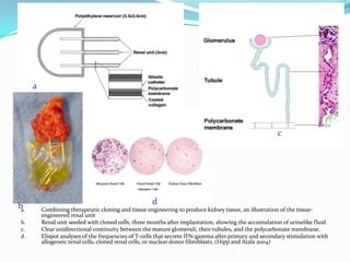 Stem sel pada hewan dan aplikasinya | PPTX