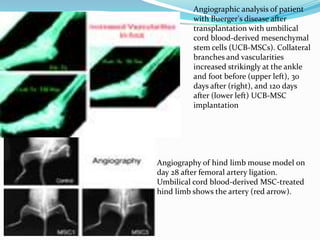Stem sel pada hewan dan aplikasinya | PPTX