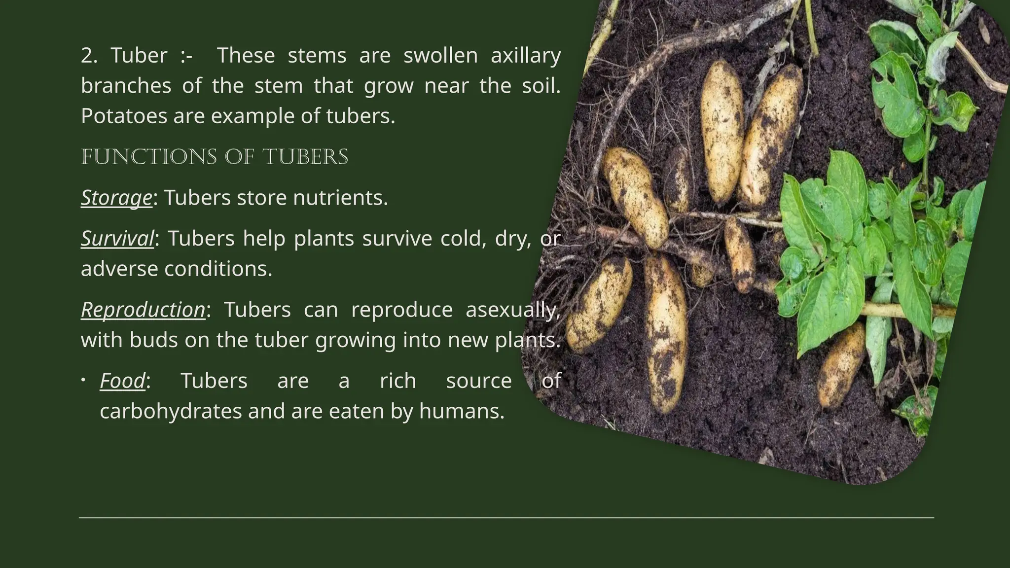 Different Types of Stems with Example ppt | PPTX