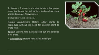 Different Types of Stems with Example ppt | PPT