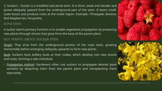 Different Types of Stems with Example ppt | PPTX