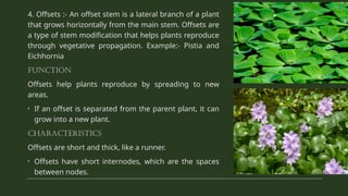 Different Types of Stems with Example ppt | PPT