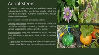 Different Types of Stems with Example ppt | PPTX