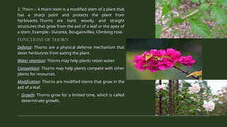 Different Types of Stems with Example ppt | PPT