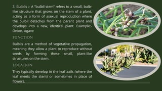 Different Types of Stems with Example ppt | PPT