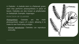 Different Types of Stems with Example ppt | PPT
