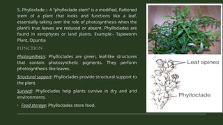 Different Types of Stems with Example ppt | PPT