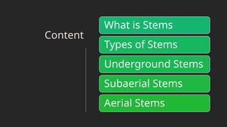 Different Types of Stems with Example ppt | PPT