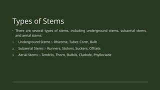Different Types of Stems with Example ppt | PPT