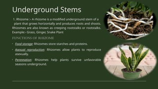 Different Types of Stems with Example ppt | PPT