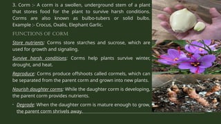 Different Types of Stems with Example ppt | PPT