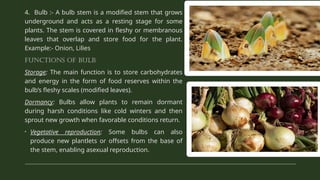 Different Types of Stems with Example ppt | PPT