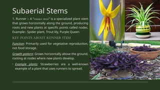 Different Types of Stems with Example ppt | PPT