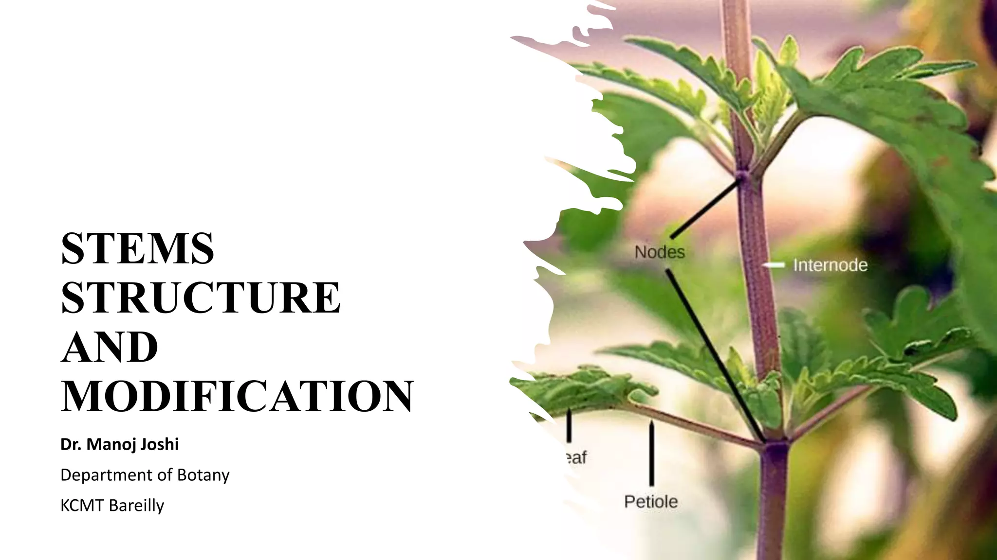 STEMS STRUCTURE AND MODIFICATION.pptx
