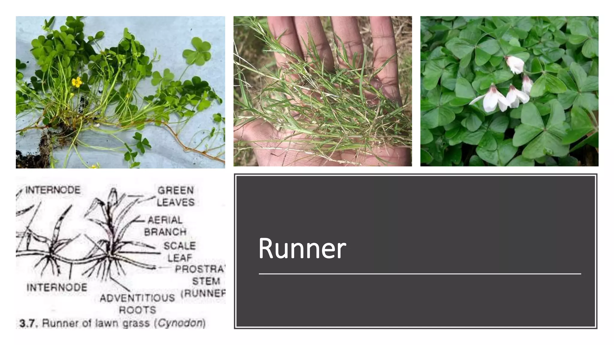 STEMS STRUCTURE AND MODIFICATION.pptx