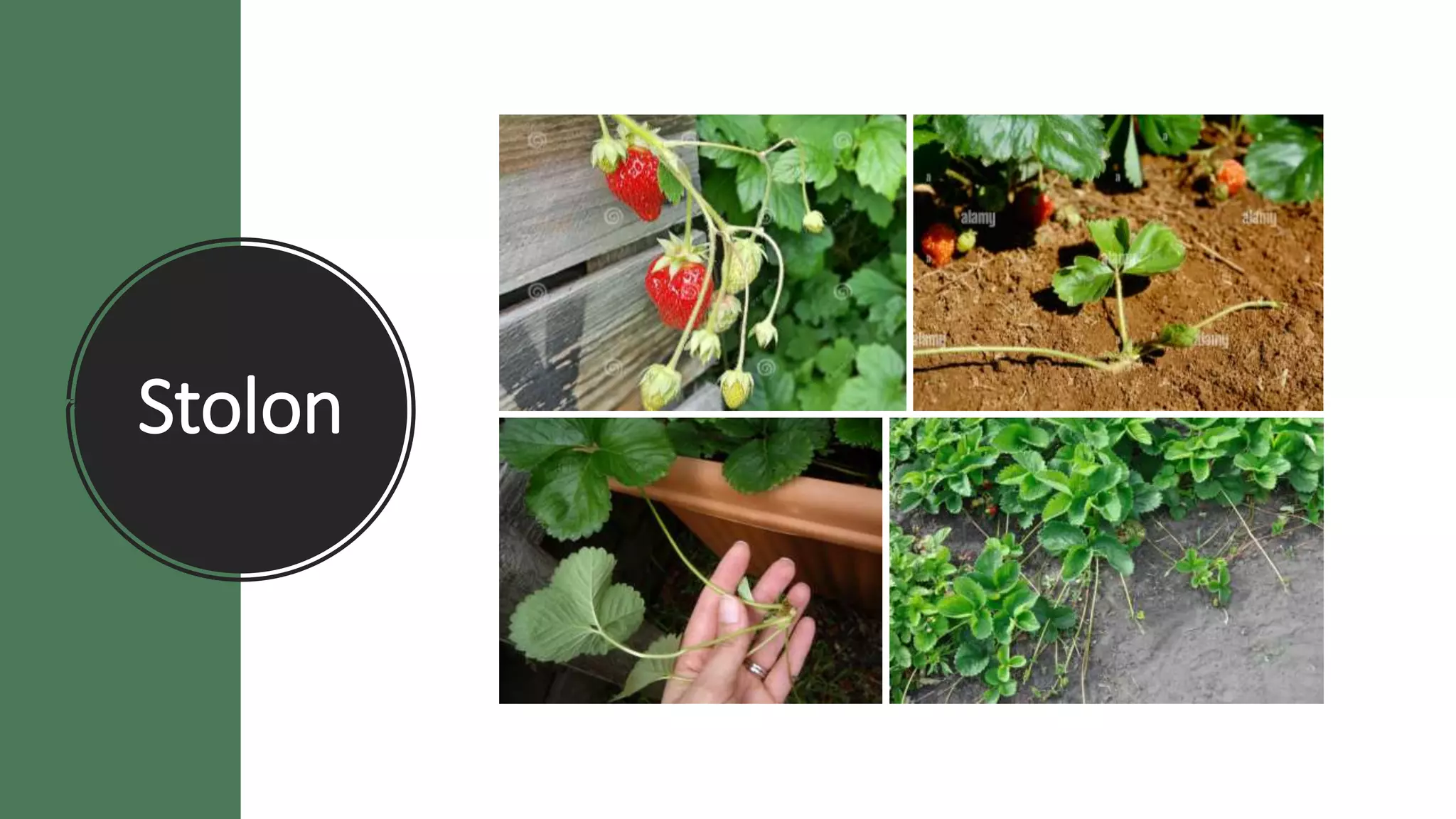 STEMS STRUCTURE AND MODIFICATION.pptx