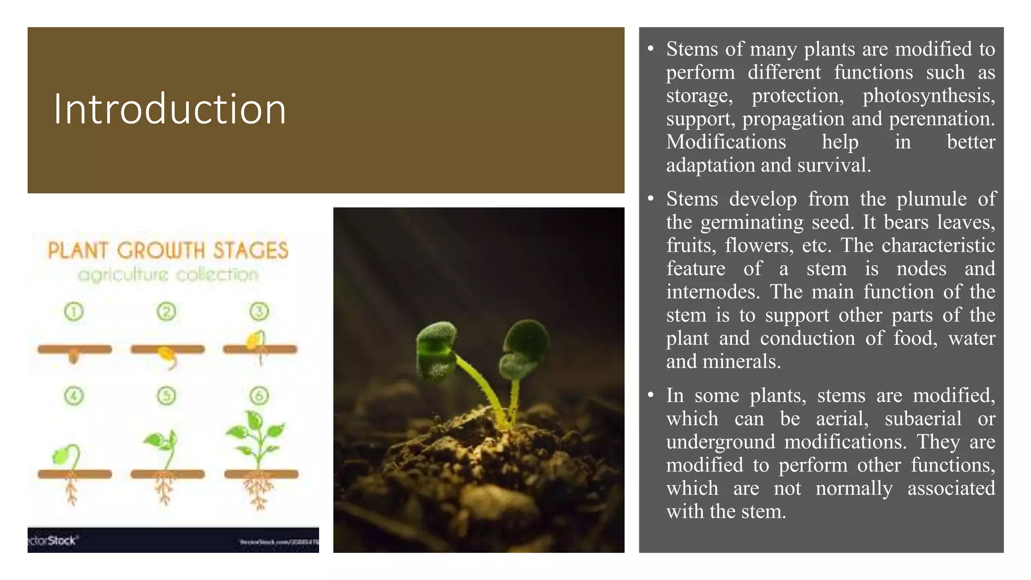 STEMS STRUCTURE AND MODIFICATION.pptx