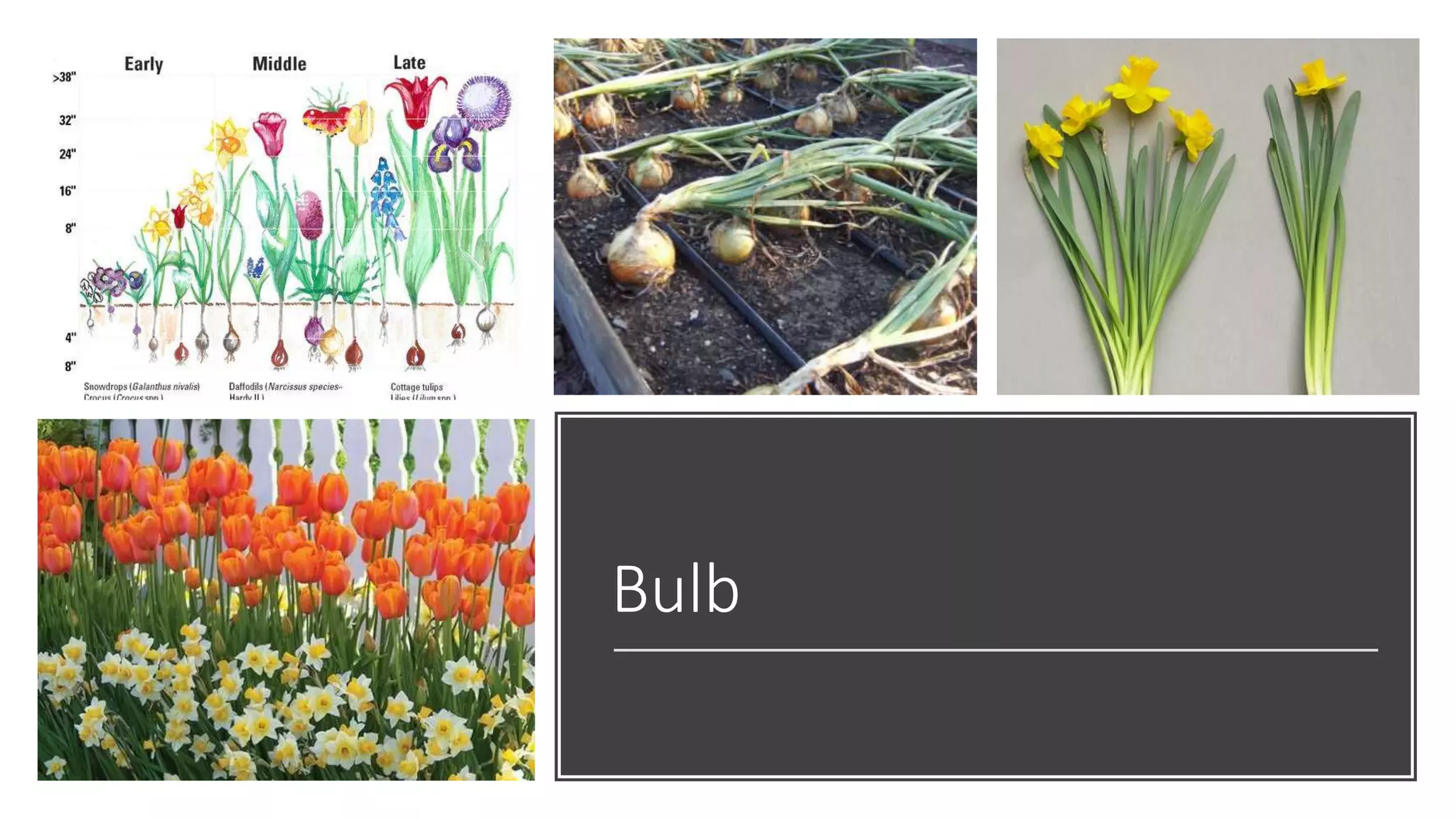 STEMS STRUCTURE AND MODIFICATION.pptx