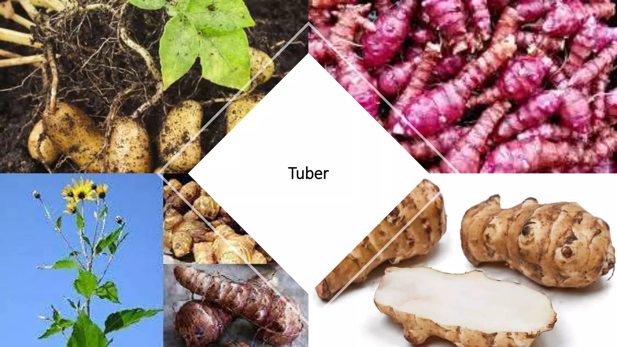 STEMS STRUCTURE AND MODIFICATION.pptx