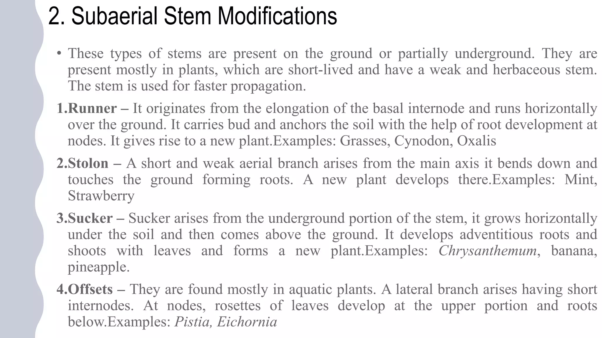 STEMS STRUCTURE AND MODIFICATION.pptx