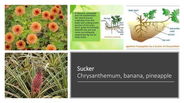 STEMS STRUCTURE AND MODIFICATION.pptx