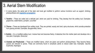 STEMS STRUCTURE AND MODIFICATION.pptx