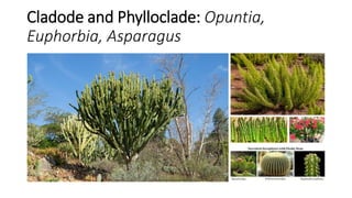 STEMS STRUCTURE AND MODIFICATION.pptx