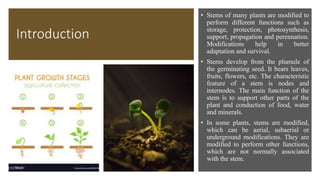 STEMS STRUCTURE AND MODIFICATION.pptx
