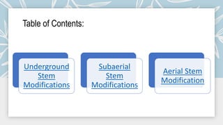 STEMS STRUCTURE AND MODIFICATION.pptx