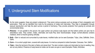 STEMS STRUCTURE AND MODIFICATION.pptx