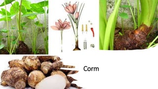 STEMS STRUCTURE AND MODIFICATION.pptx