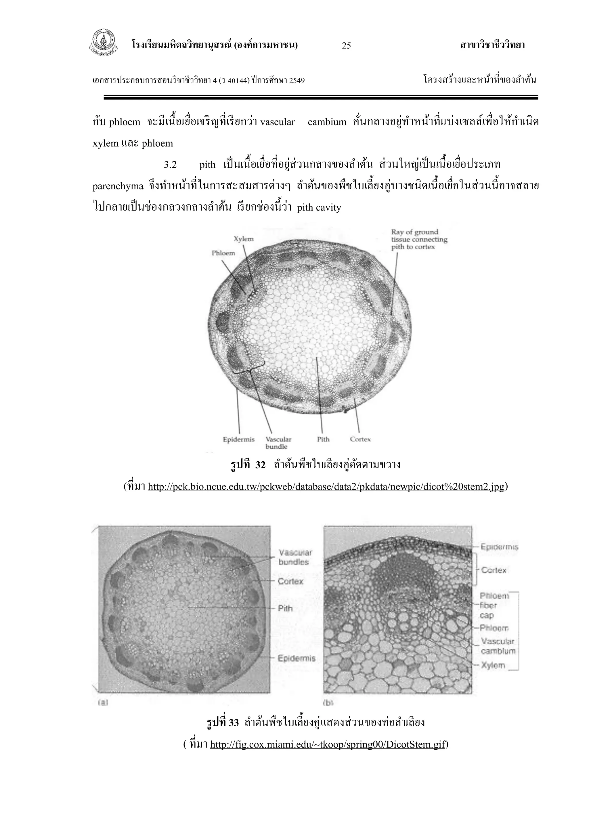 Stem Structure And Function Pdf 9763