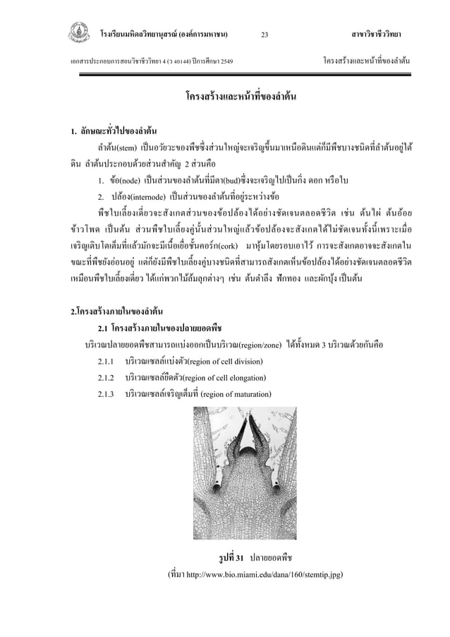 Stem Structure And Function Pdf 6671