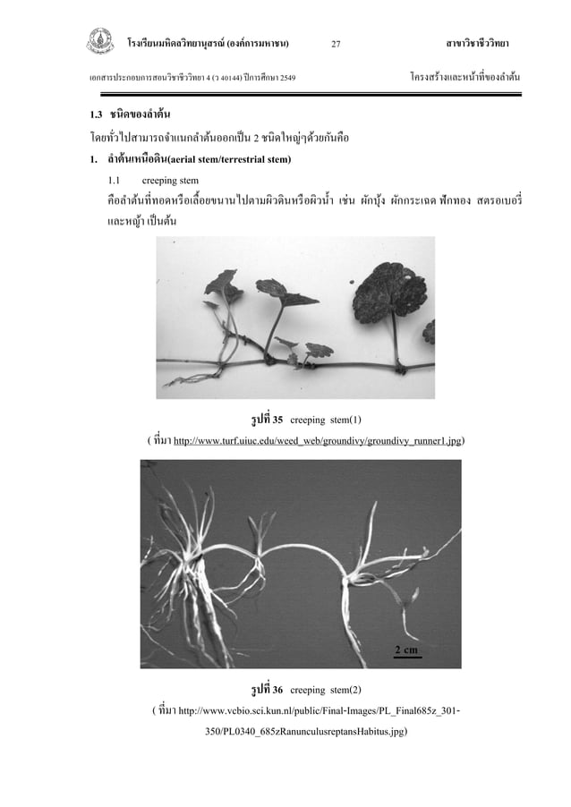 Stem Structure And Function Pdf 2022