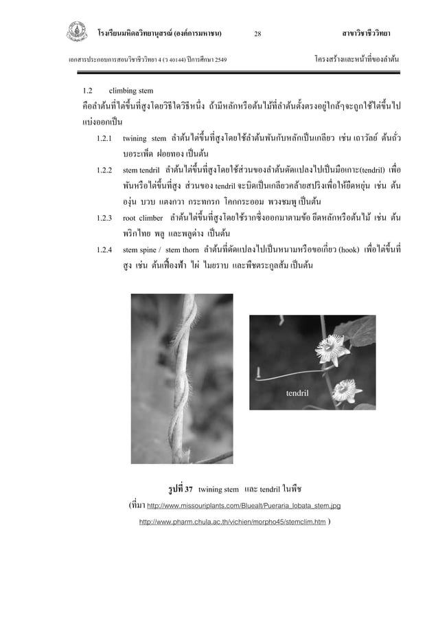 Stem Structure And Function Pdf 9325
