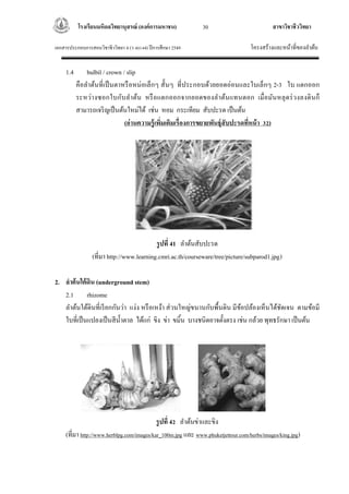 Stem structure and function | PDF