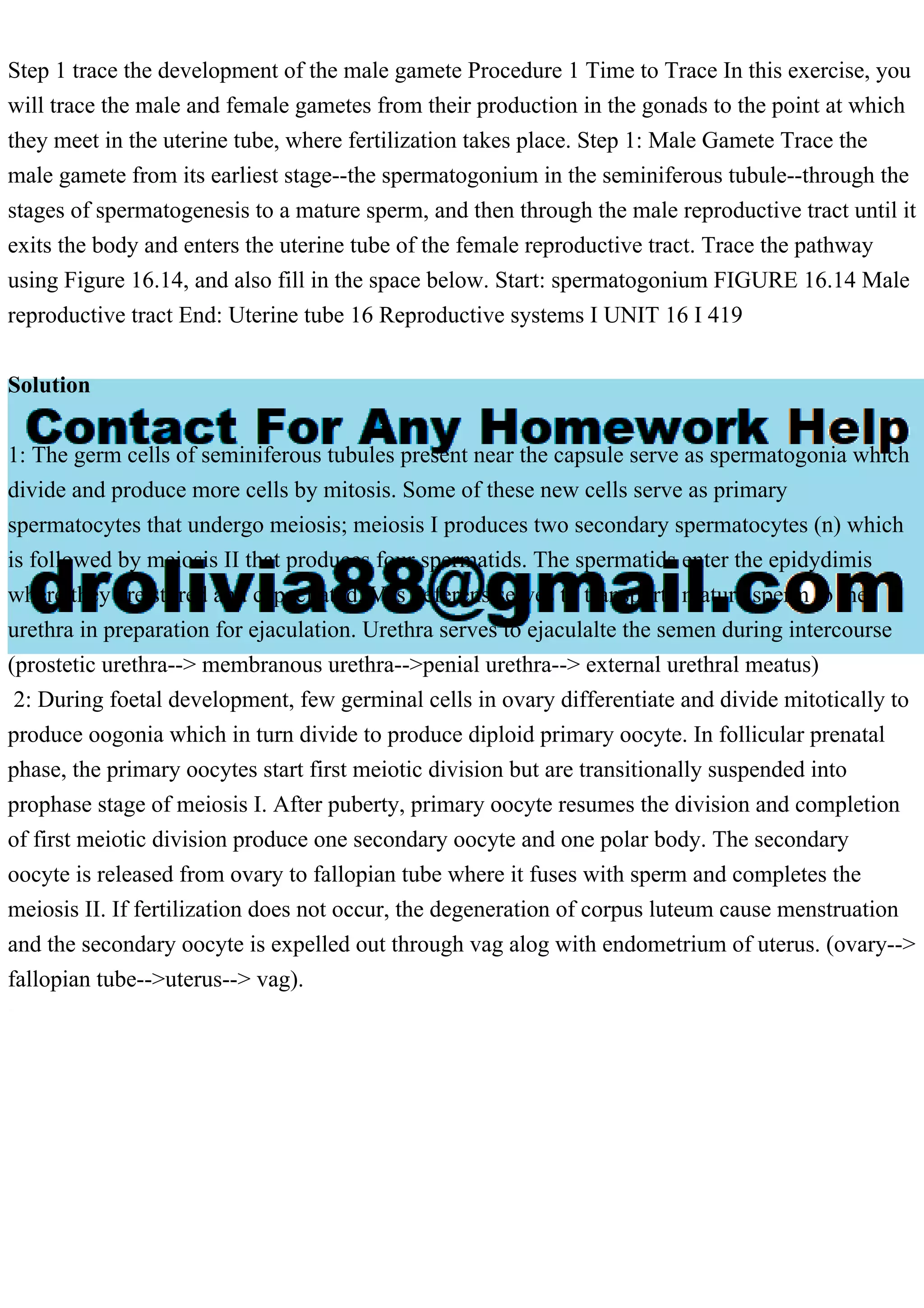 Step 1 trace the development of the male gamete Procedure 1 Time to .pdf