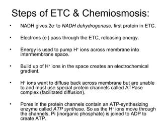 Electron Transport Chain Steps