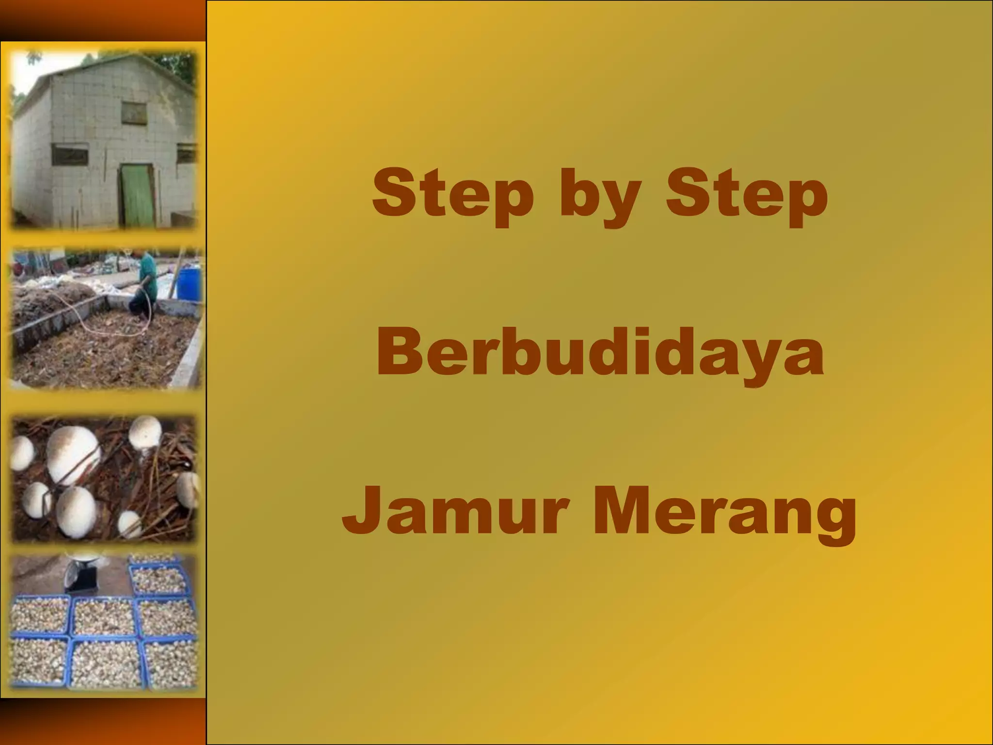 Step by step budidaya jamur merang | PPTX