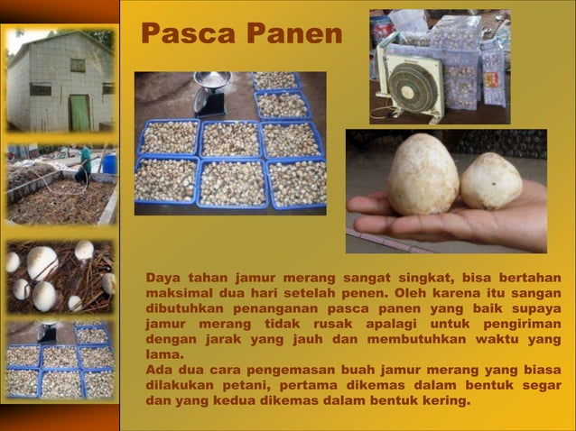 Step by step budidaya jamur merang | PPT