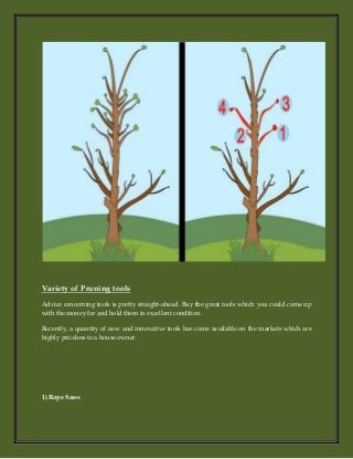 Step by step guide to pruning tree