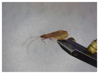 Step by step wings caddis | PPTX