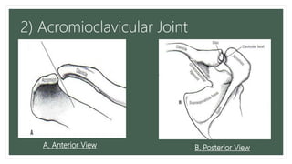Shoulder joint Bio-Mechanics and Sports Specific Rehabilitation | PPTX